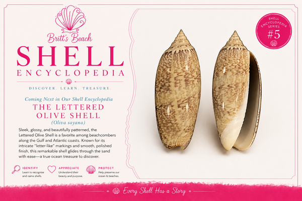Lettered Olive Shell Identification & Beachcombing Guide - Britt's Beach